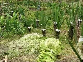 AGROINDUSTRIA DEL FIQUE: AGROINDUSTRIA DEL FIQUE